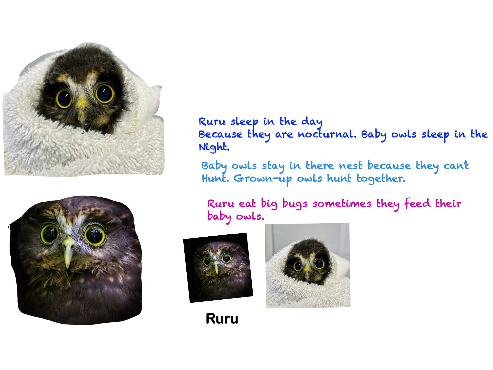 Ruru – Siaosi @ Panmure Bridge School